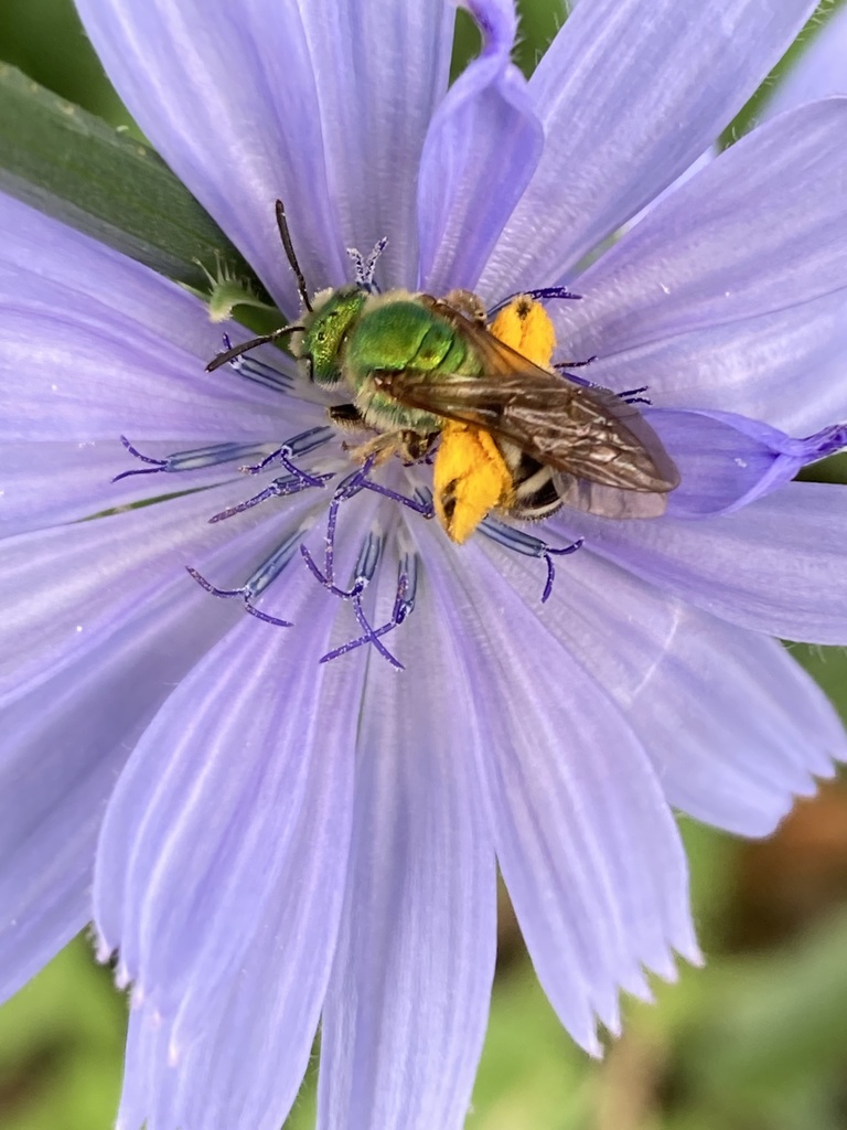 Archive of 2022 Bulletins – SHUTTERBEE