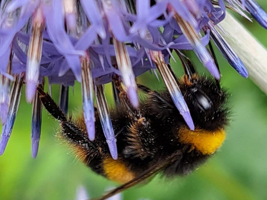 September 2022 Bulletin – SHUTTERBEE