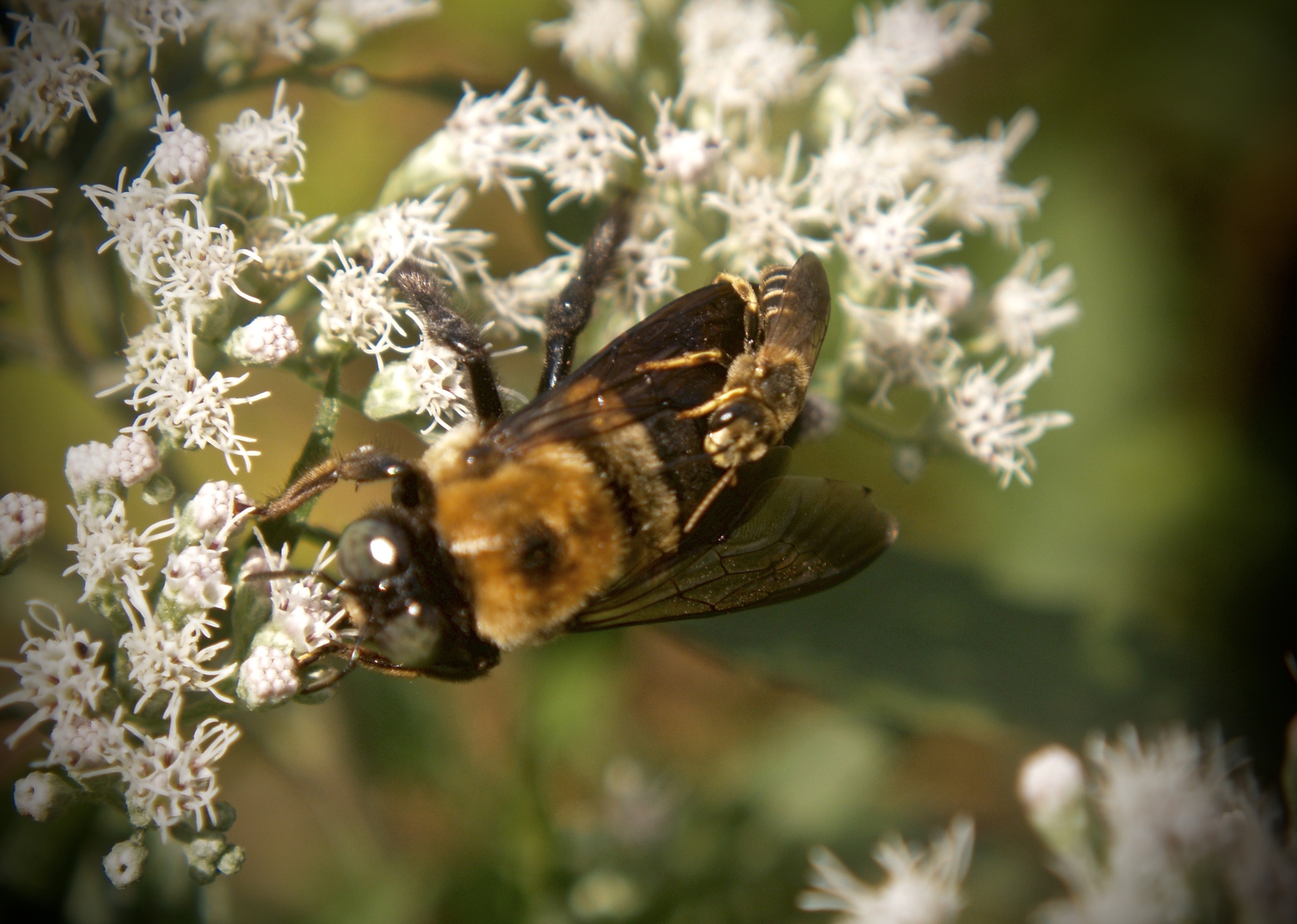 carpenter-bee-inat – SHUTTERBEE
