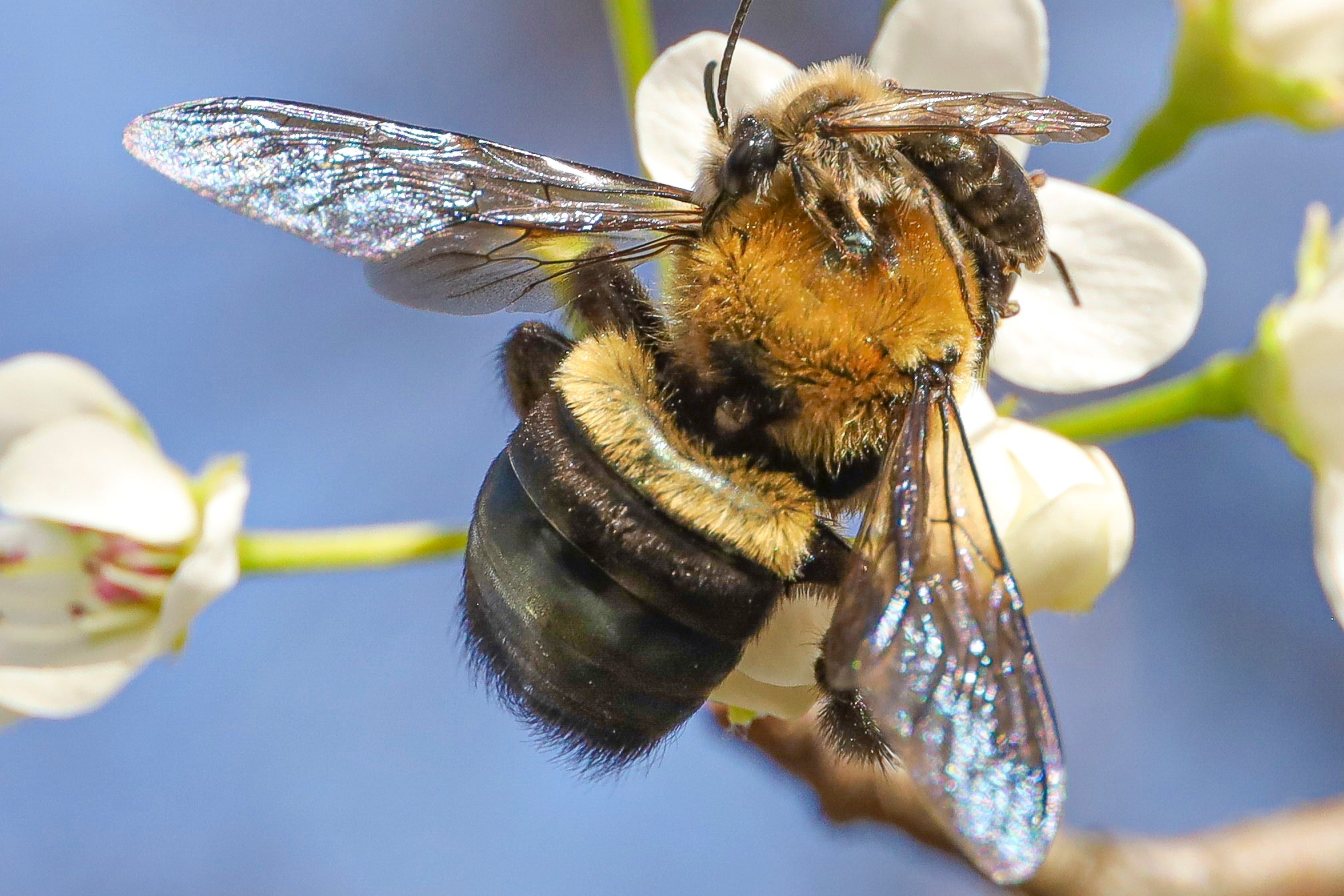 melissa-renee – SHUTTERBEE