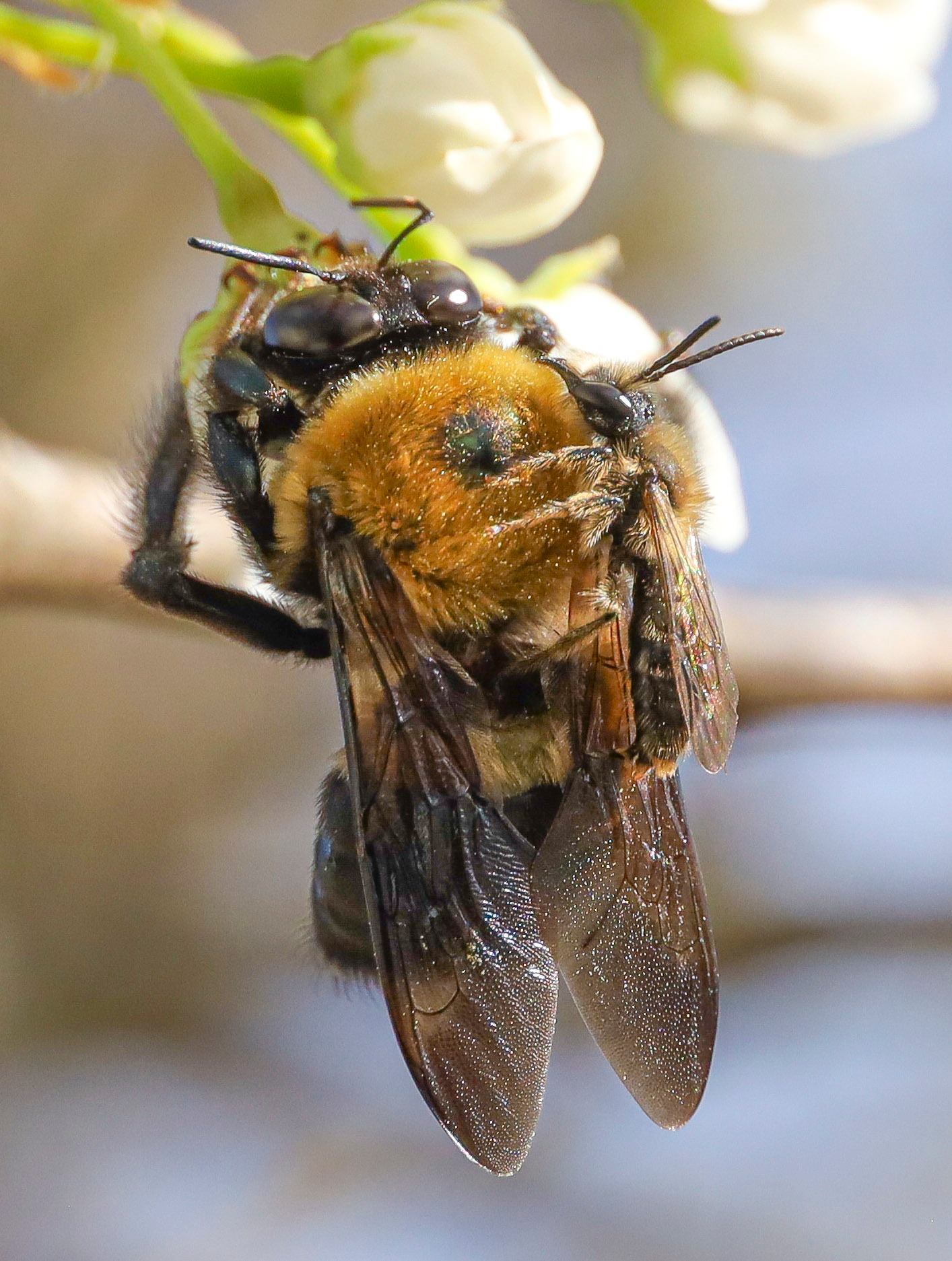 melissa-renee1-1 – SHUTTERBEE