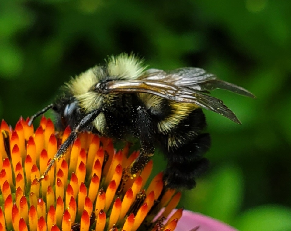 Bulletin – SHUTTERBEE