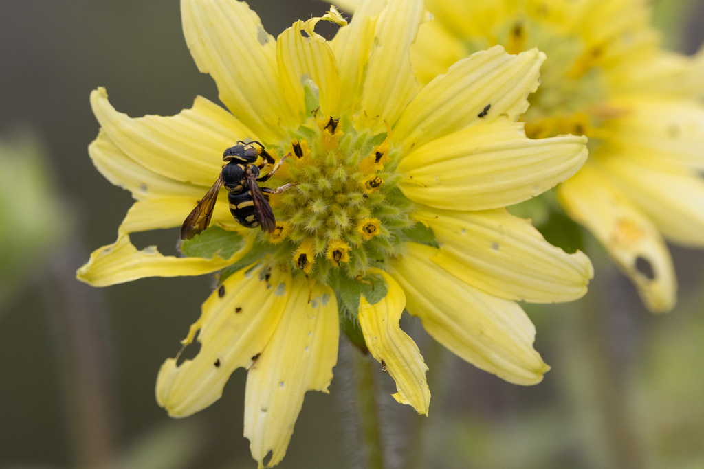 September 2023 Bulletin – SHUTTERBEE